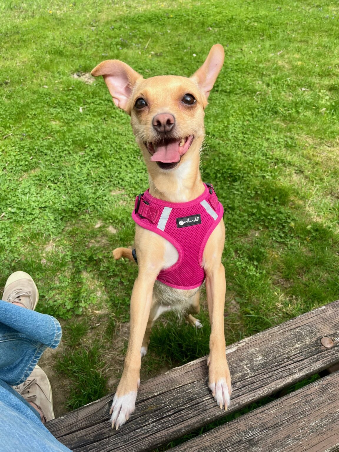 COCO - Tierheim Krems