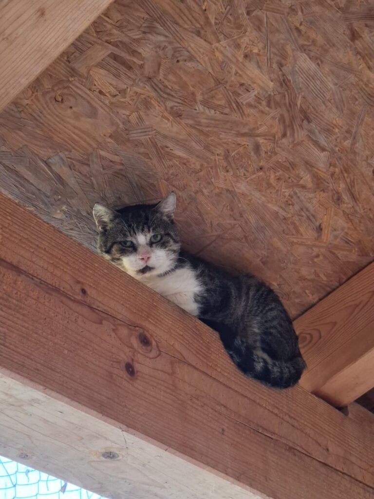 MUTZI - Tierheim Krems
